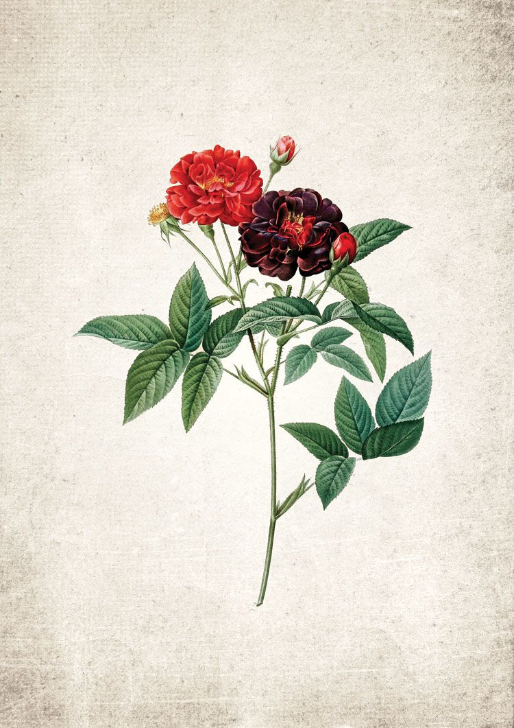 British Rose Giclee Print | Plants & Flowers Wall Art & Prints from Vintiko