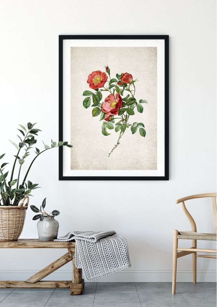 British Rose #2 Giclee Print | Plants & Flowers Wall Art & Prints from ...