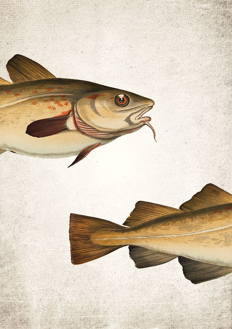 Cod Fish Giclee Print | Bathroom Wall Art & Prints from Vintiko